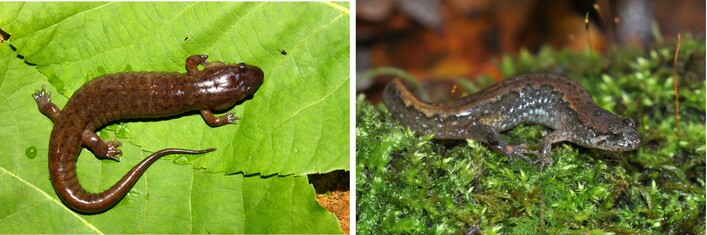 13 Interesting Types of Salamanders in Michigan (+ Pictures) - Snake ...