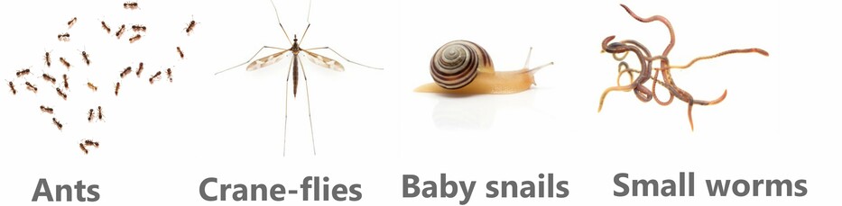 What Red-Backed Salamanders Do and Don’t Eat- Ultimate Guide
