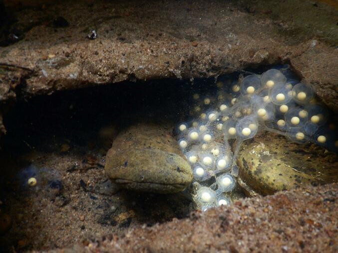 Everything You Need to Know About Salamander Eggs