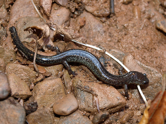 24 Interesting Salamander Species Found in Ohio (+ Pictures