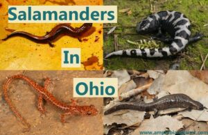 24 Interesting Salamander Species Found in Ohio (+ Pictures