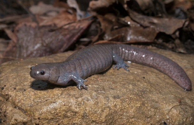 24 Interesting Salamander Species Found in Ohio (+ Pictures