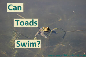 Can Toads Swim? – Everything You’ve Ever Wanted to Know