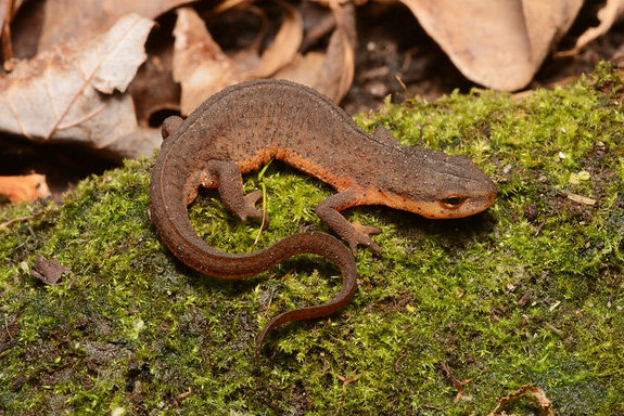 33 Interesting Types of Salamanders in Florida (+ Pictures)