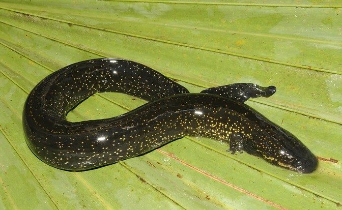33 Interesting Types of Salamanders in Florida (+ Pictures)