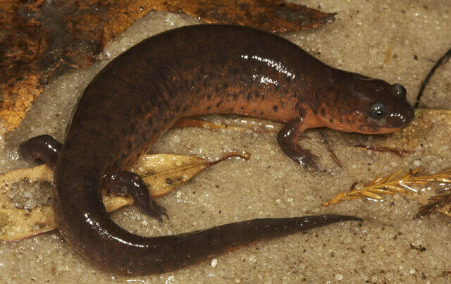 33 Interesting Types of Salamanders in Florida (+ Pictures)