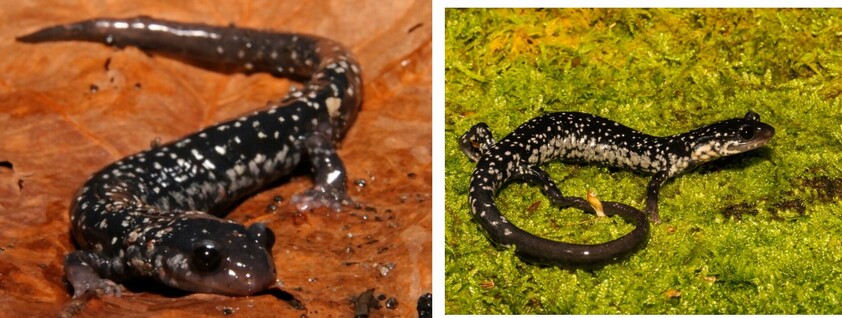 28 Interesting Types of Salamanders in Texas (+ Pictures)
