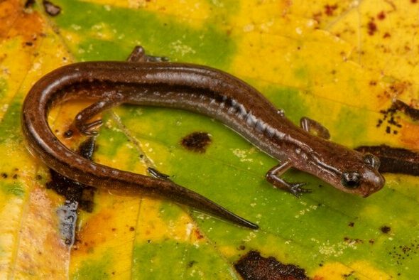 28 Interesting Types of Salamanders in Texas (+ Pictures)