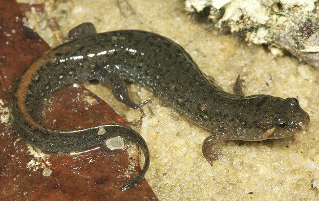 Do Salamanders Dry Out? (Survival Explained)