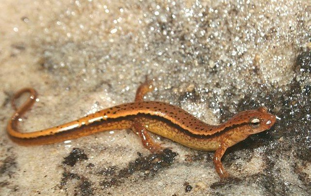 13 Interesting Types of Salamanders in Michigan (+ Pictures) - Snake ...