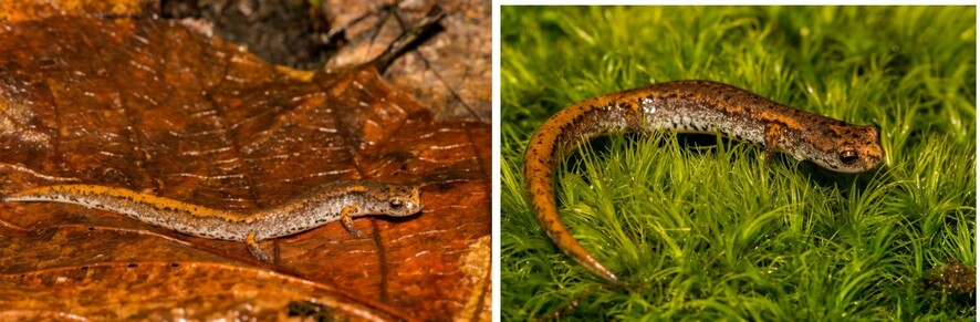 8 Interesting Types of Salamanders in Wisconsin (+ Pictures)