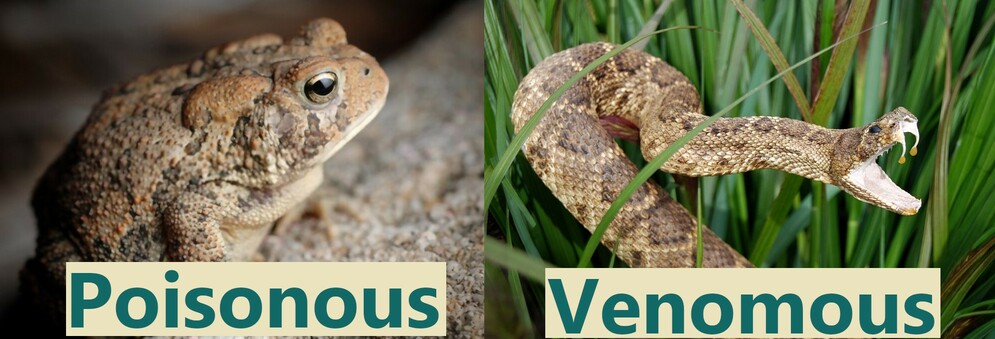 Do Toads Have Teeth? (Anatomy Explained)
