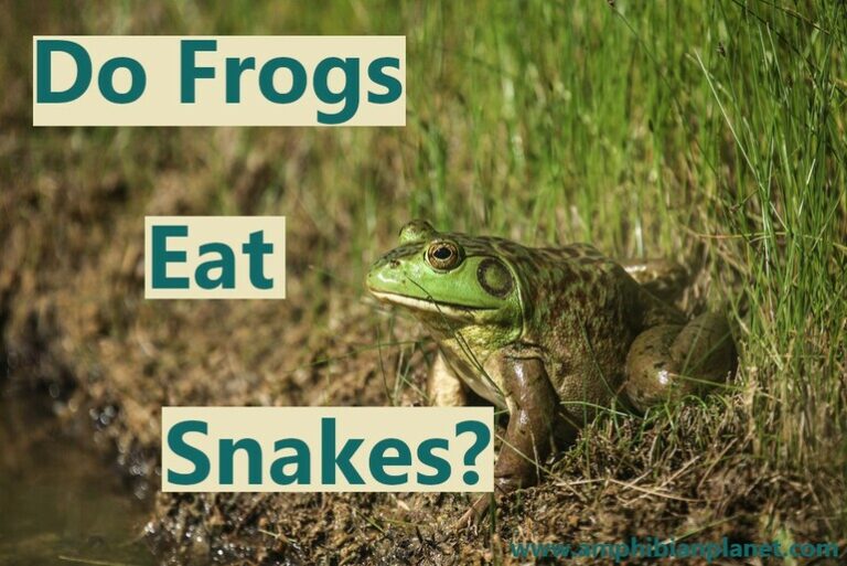 Do Frogs Eat Snakes? Yes! But Only Big Frogs Do