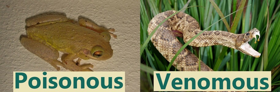 Are Cuban Tree Frogs Poisonous to Humans, Dogs, or Cats?