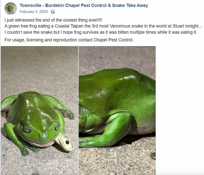 Do Frogs Eat Snakes? Yes! But Only Big Frogs Do