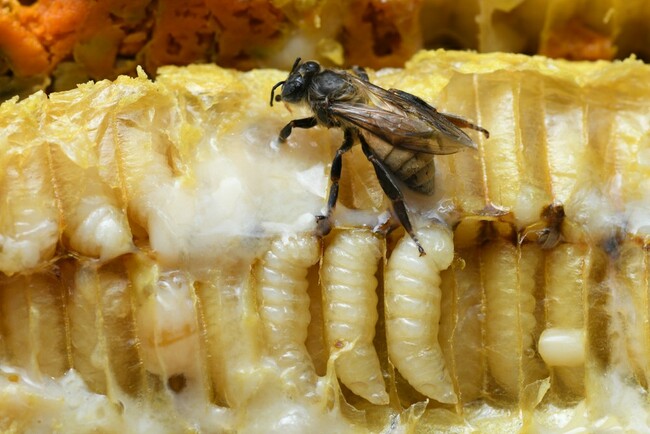 Do Frogs Eat Bees? Everything You’ve Ever Wanted to Know