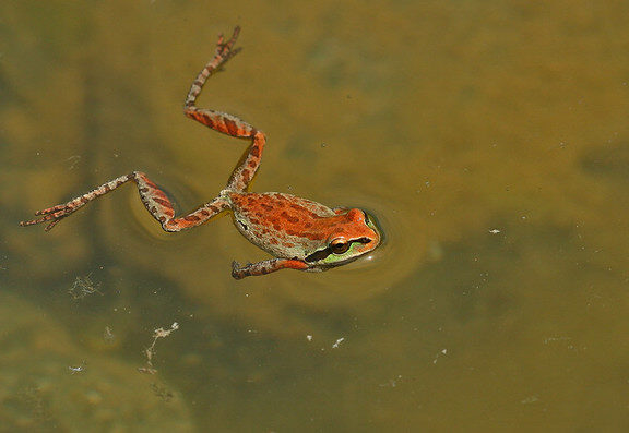 Can Frogs Live In Saltwater? (What You Should Know