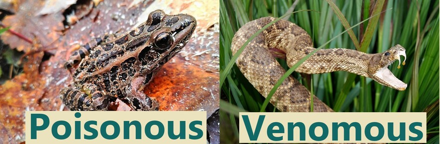 Are Pickerel Frogs Poisonous to Humans, Dogs, or Cats?