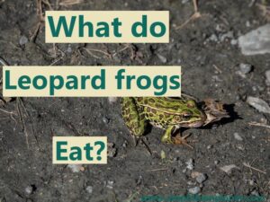 What Leopard Frogs Do and Don’t Eat: Ultimate Guide