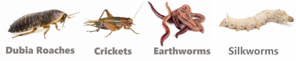 What Leopard Frogs Do and Don’t Eat: Ultimate Guide