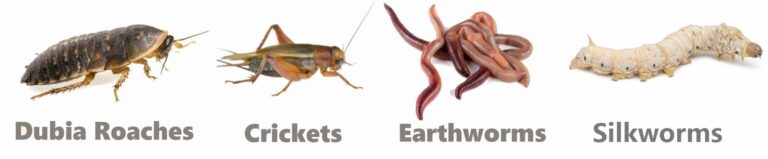 What Leopard Frogs Do and Don’t Eat: Ultimate Guide