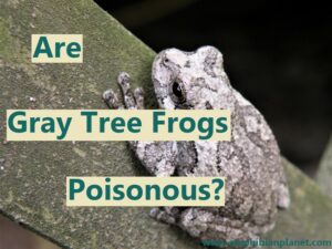 Are Gray Tree Frogs Poisonous to Humans, Dogs, or Cats?