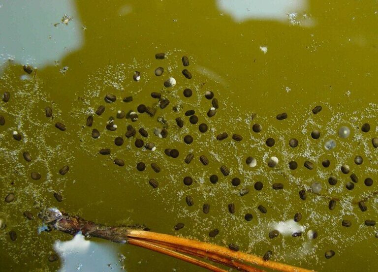 What Do Frog Eggs Look Like? (ID Guide + 42 Helpful Pictures