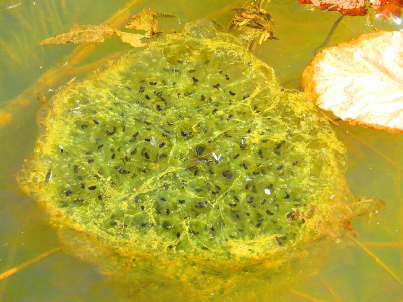 What Do Frog Eggs Look Like? (ID Guide + 42 Helpful Pictures