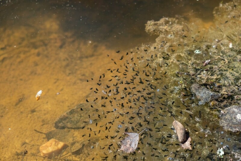 What Do Frog Eggs Look Like? (ID Guide + 42 Helpful Pictures