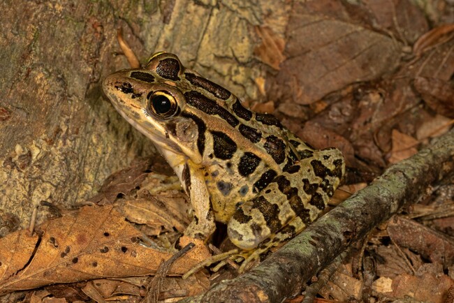 Do Frogs Attract Snakes? (+12 Useful Tips to Keep Frogs Away
