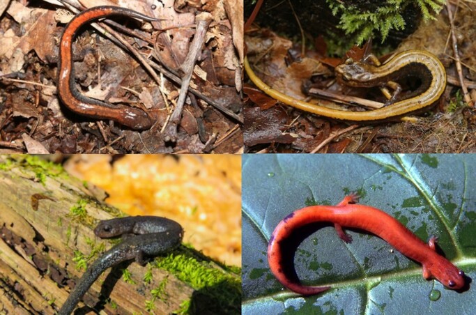 8 Interesting Types of Salamanders in Wisconsin (+ Pictures)