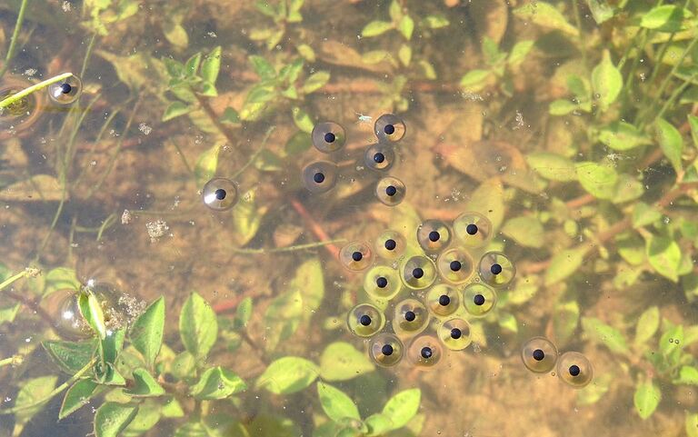 What Do Toad Eggs Look Like? (ID Guide+ 28 Helpful Pictures