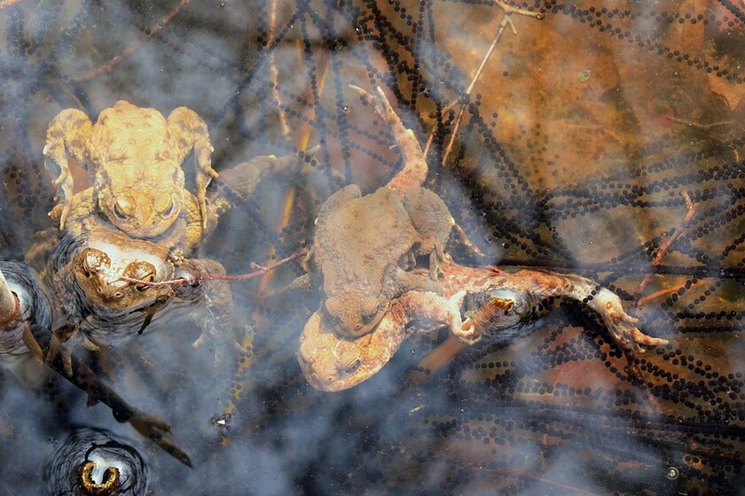 Frog Eggs vs Toad Eggs: Key Differences You Should Know!