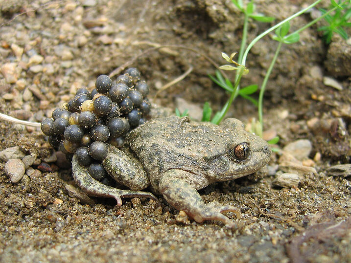 Where Do Toads Lay Their Eggs? (It May Surprise You)