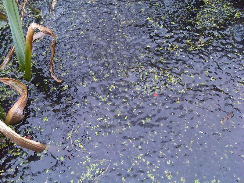 How Long Do Frog Eggs Take to Hatch? (86 Species+ Charts