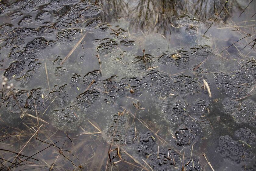 Everything You Need To Know About Wood Frog Eggs - Snake Informer
