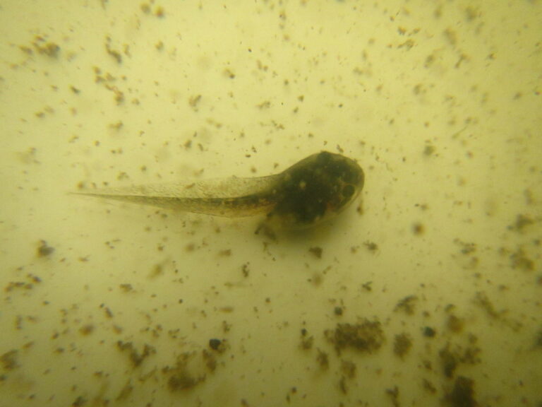 Frog Tadpoles vs Toad Tadpoles: How They Really Differ!