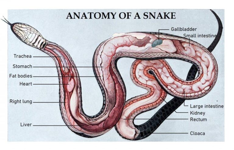 Understanding The Snake Cloaca: A Simple Guide