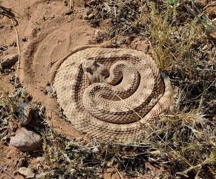 How Long Can Snakes Stay Underwater? (3 Important Factors