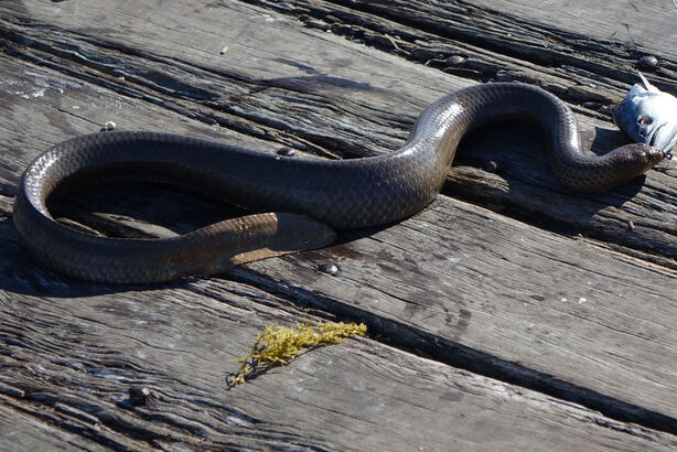 Do Snakes Eat Fish? Some Do, but Others Don’t (Explained)
