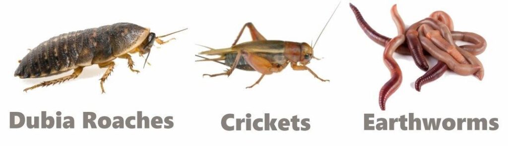 Do Salamanders Eat Cockroaches? (Here's What to Know)