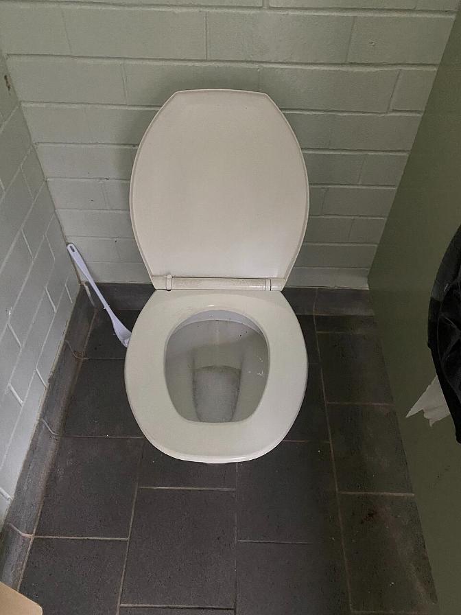 Can Lizards Come Through the Toilet? (The Real Answer