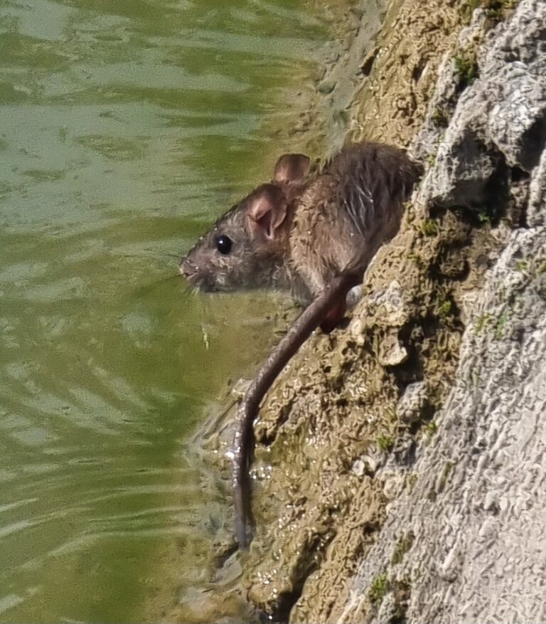 How Long Can Rats Stay Underwater? (Longer Than You Think