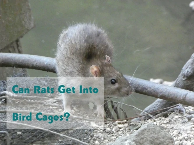 Can Rats Get Into Bird Cages? (How to Rodent-Proof Them