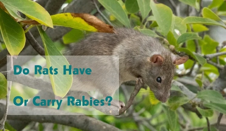 Do Rats Have or Carry Rabies? (What People Get Wrong