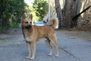 Do Rats Have or Carry Rabies? (What People Get Wrong