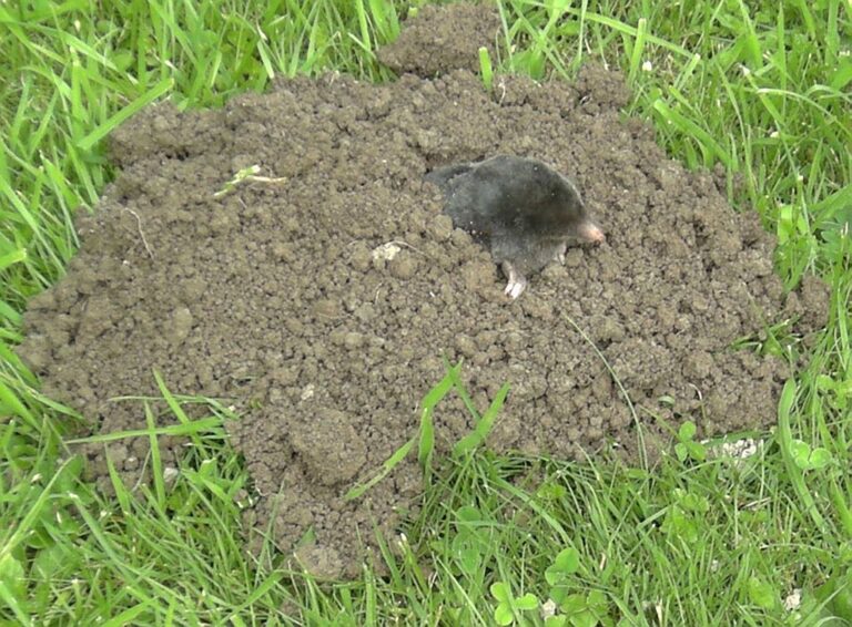 Do Rats Burrow in the Ground? (Where They Really Hide