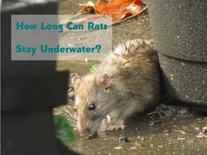 How Long Can Rats Stay Underwater? (Longer Than You Think
