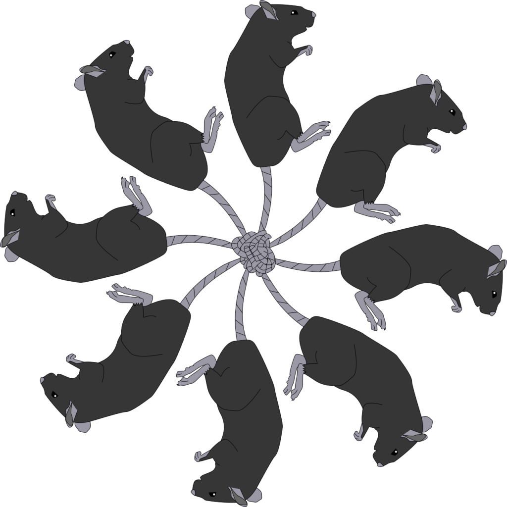 Why Do Rats Tails Get Tangled? (“Rat King” Explained