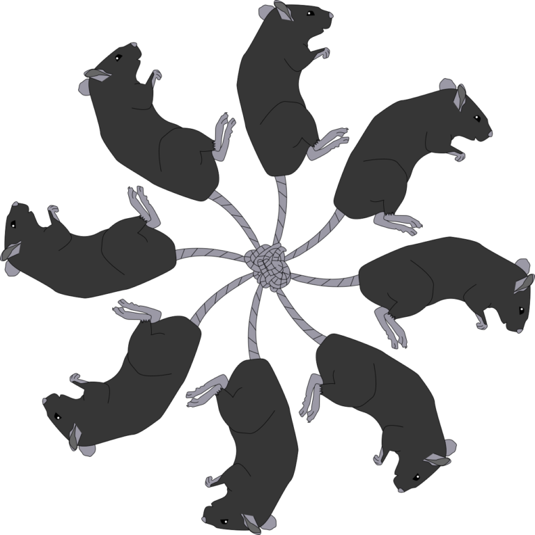 Why Do Rats Tails Get Tangled? (“Rat King” Explained